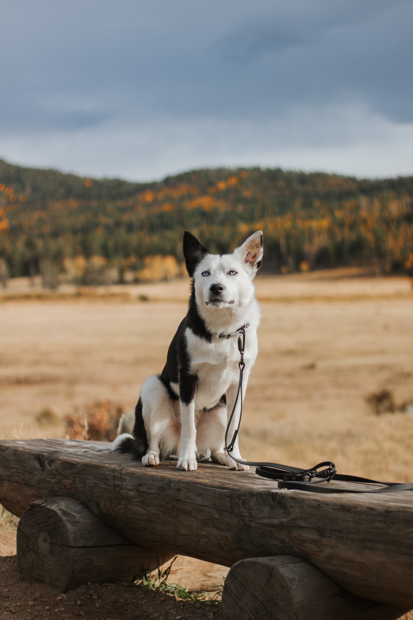 Prairie Dog Collar Co ↟